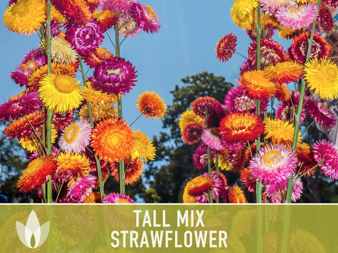Strawflower Tall Mix Heirloom Seeds Flower Seeds Cut - Etsy