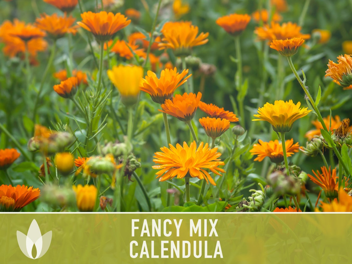 Calendula Officinalis Fancy Mix Heirloom Seeds Flower Seeds - Etsy