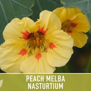 Nasturtium, Peach Melba Dwarf Heirloom Flower Seeds - Etsy