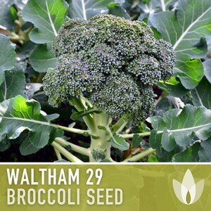 Waltham 29 Broccoli Seeds - Heirloom Seeds, Cold Tolerant, Dwarf Plant ...