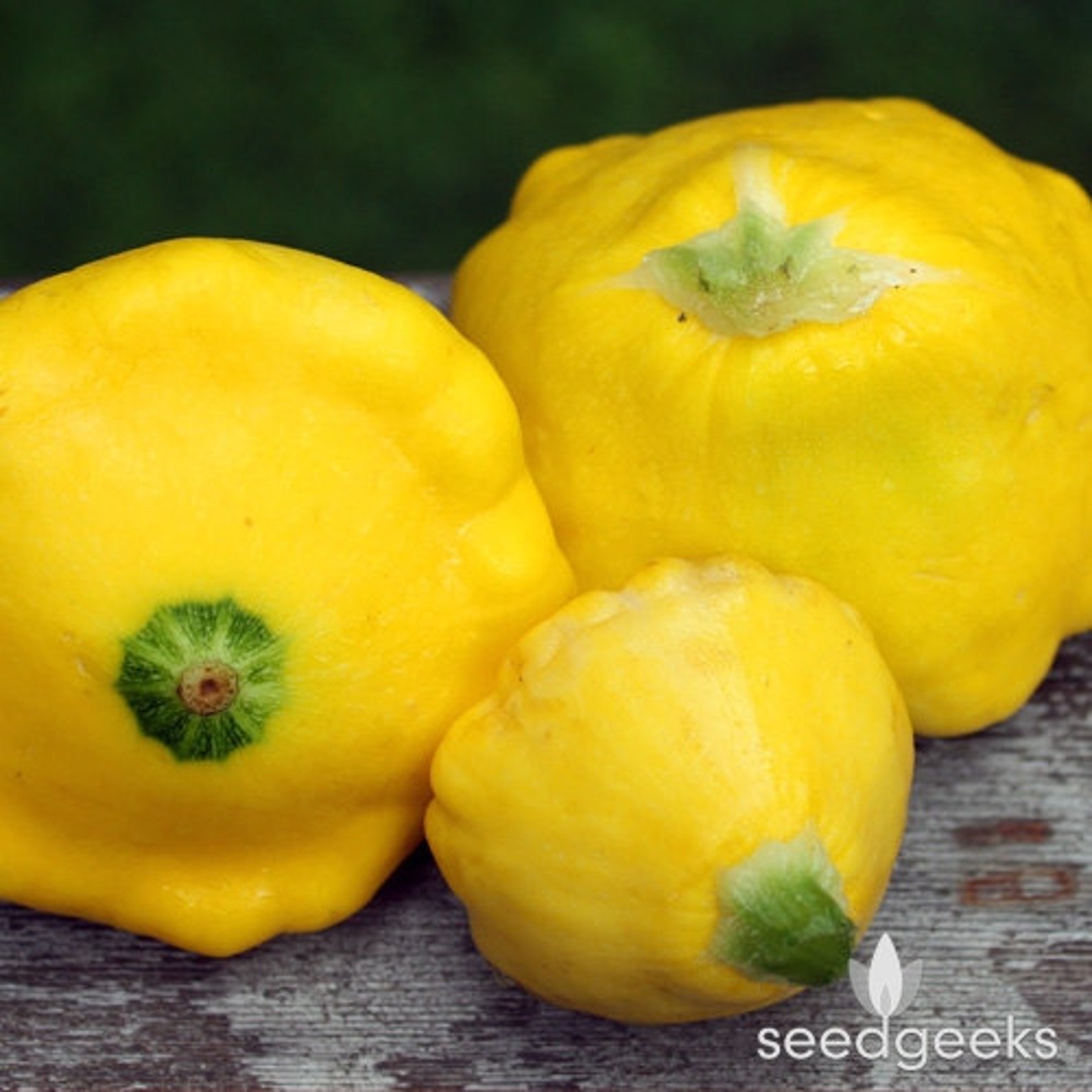 Yellow Scallop Patty Pan Bush Summer Squash Heirloom Seeds - Etsy