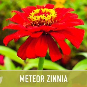 Zinnia, Meteor Heirloom Seeds, Flower Seeds, Red Flower, Butterfly ...