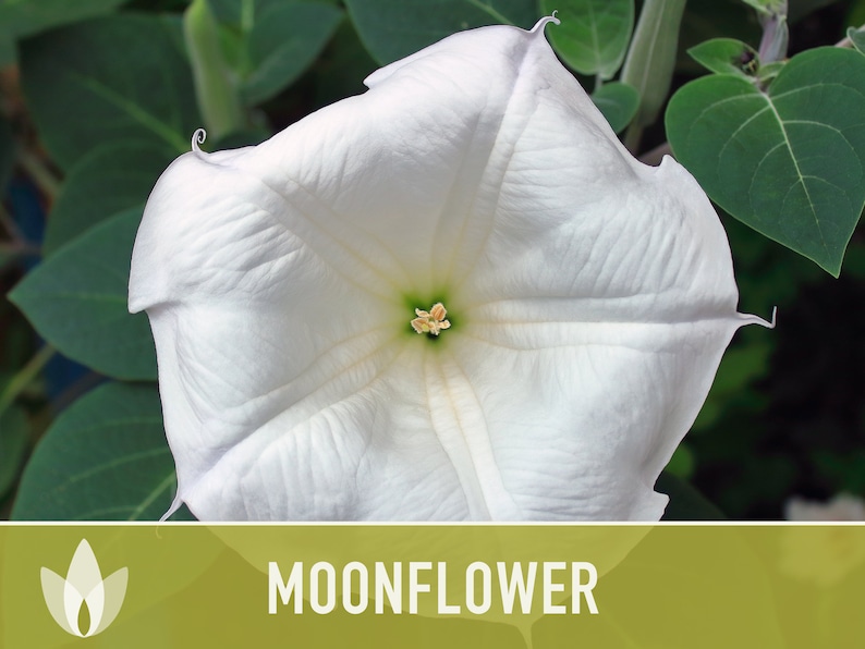 Moonflower Heirloom Flower Seeds Moon Vine Night Blooming - Etsy