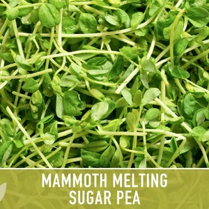 Mammoth Melting Sugar Snow Pea Seeds - Heirloom Seeds, Stringless Pods ...