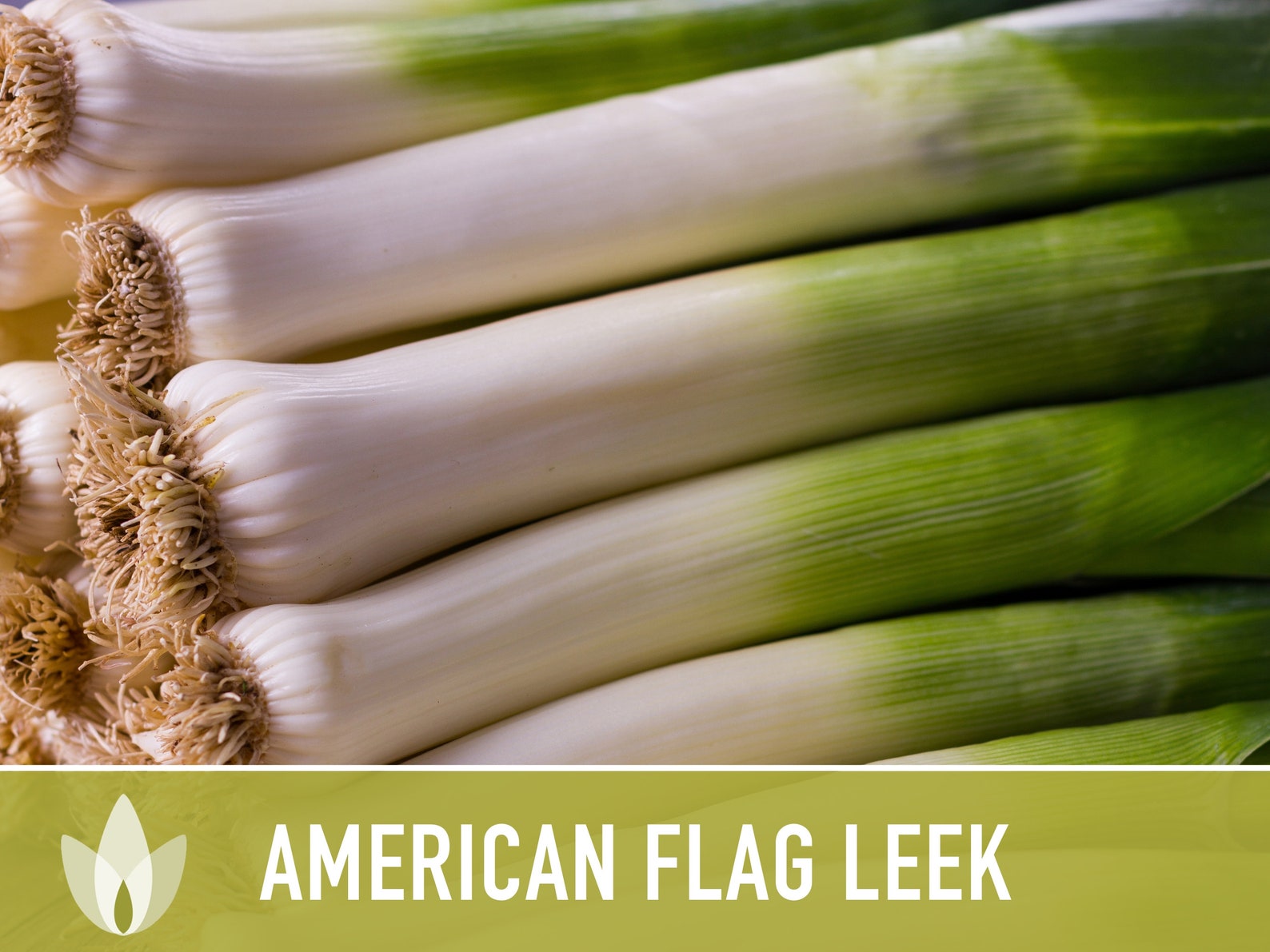 American Flag Leek Heirloom Seeds - Etsy