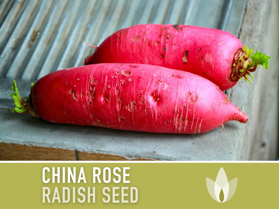 China Rose Radish Heirloom Seeds - Root Vegetables, Fall Garden ...