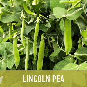 Lincoln Garden Pea Seeds - Heirloom, High Yield, Shelling Pea - Etsy