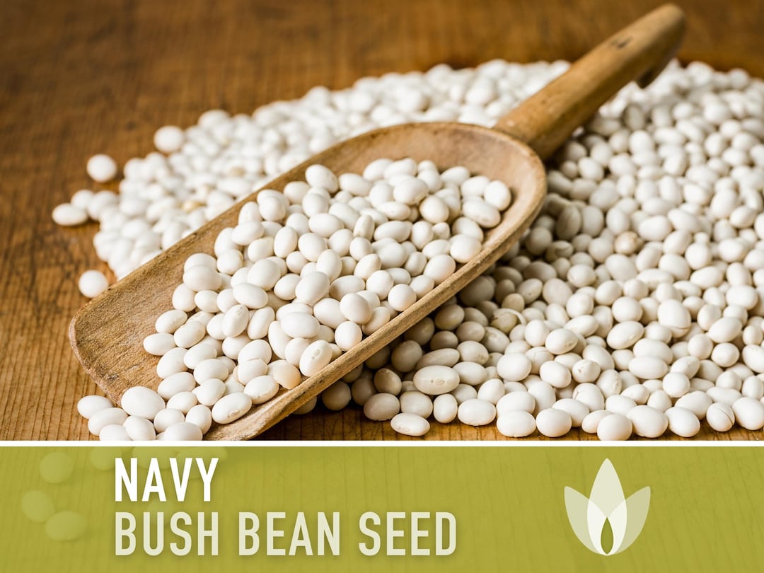 Navy Bean Seeds - Heirloom Seeds, Bush Bean, Boston Pea, Soup Bean ...