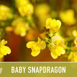 Baby Snapdragon (toadflax) Flower Seeds - Heirloom Seeds, Spurred ...