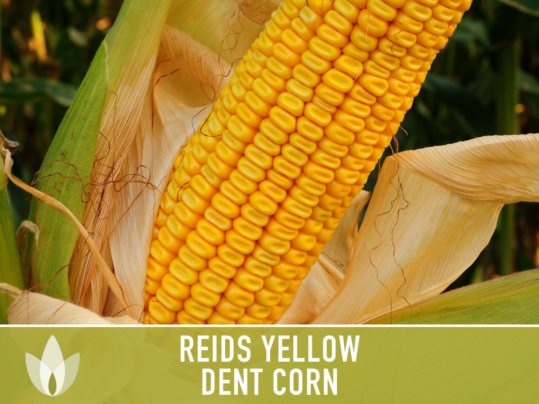 Reid's Yellow Dent Corn Seeds Heirloom Seeds Field - Etsy