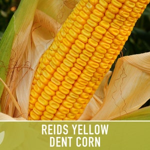 Reid's Yellow Dent Corn Seeds - Heirloom Seeds, Field Corn, Corn Bread ...