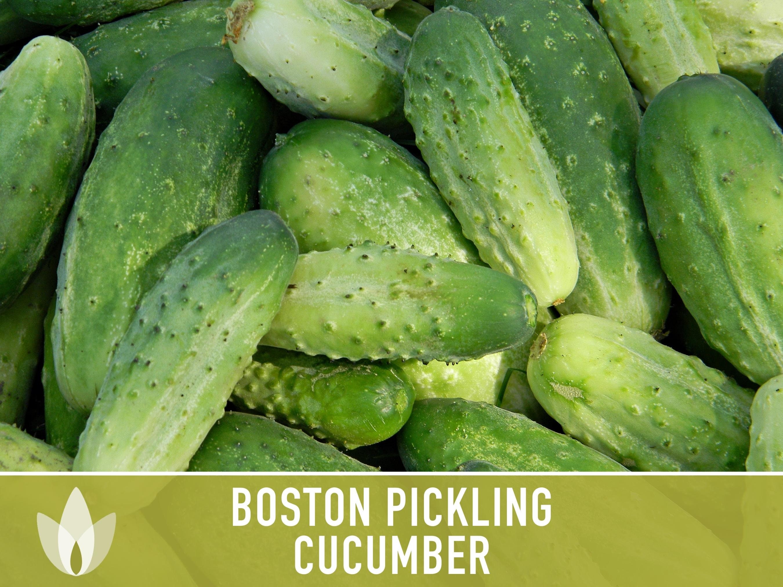 Boston Pickling Cucumber Seeds - Heirloom, Canning Pickle, Disease ...