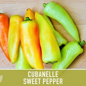 Cubanelle Sweet Pepper Seeds - Heirloom Seeds, Cuban Pepper, Italian ...