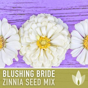 Zinnia, Blushing Bride Flower Seed Mix Heirloom Seeds, Polar Bear ...