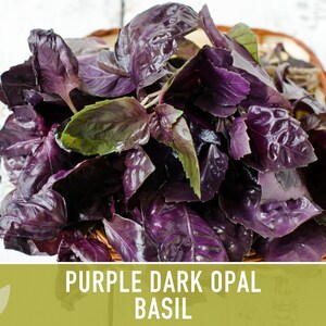 Dark Purple Opal Basil Heirloom Seeds Culinary Herb - Etsy