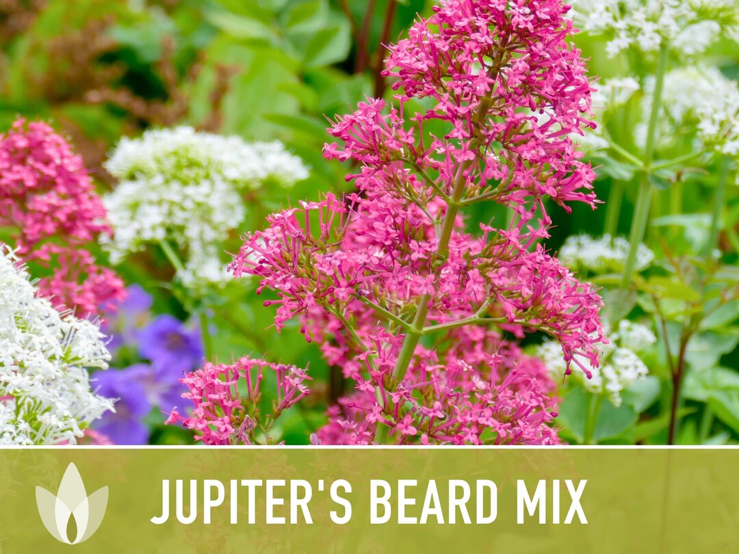 Jupiter's Beard Flower Seeds Heirloom Seeds, Red & White Blooms, Red ...