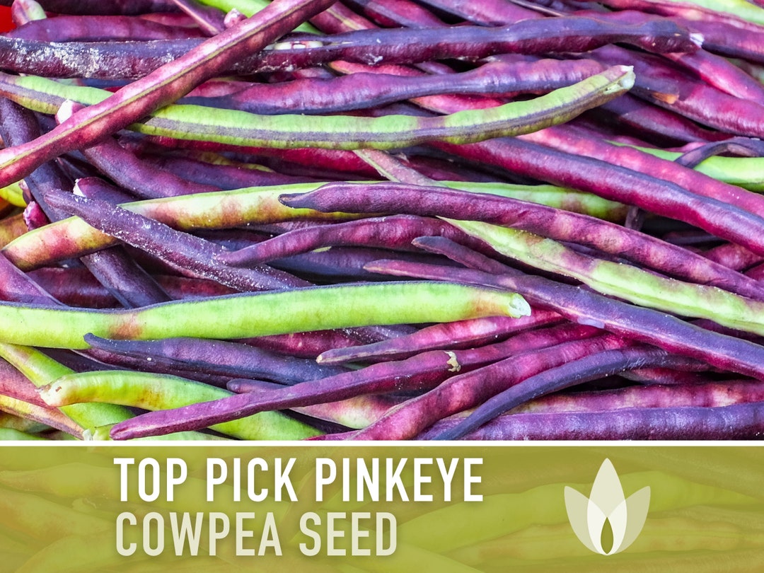 Top Pick Pinkeye Cowpea Seeds - Purple Hull Bush Bean, Heirloom - Etsy