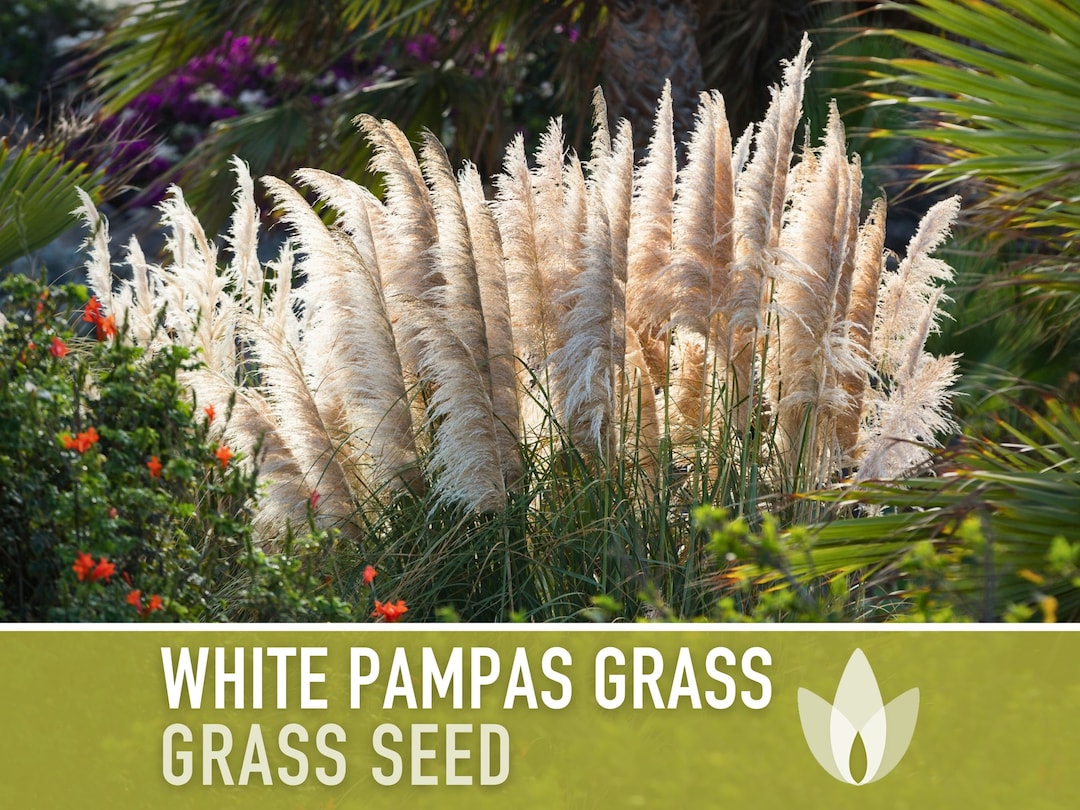 White Pampas Grass Seeds, Heirloom Ornamental Plumes (100 Seeds) - Etsy