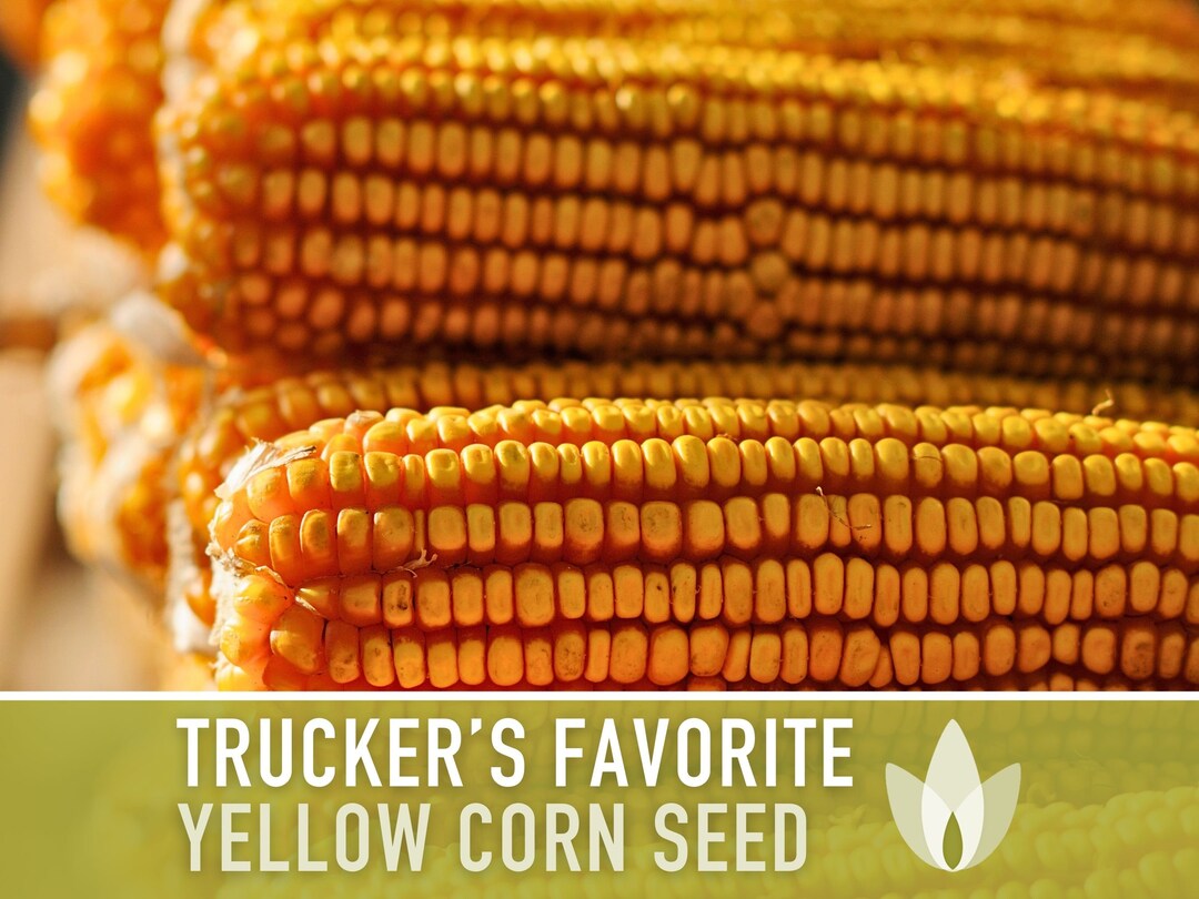 Trucker's Favorite Yellow Dent Corn Heirloom Seeds - 25 Seeds, Open ...
