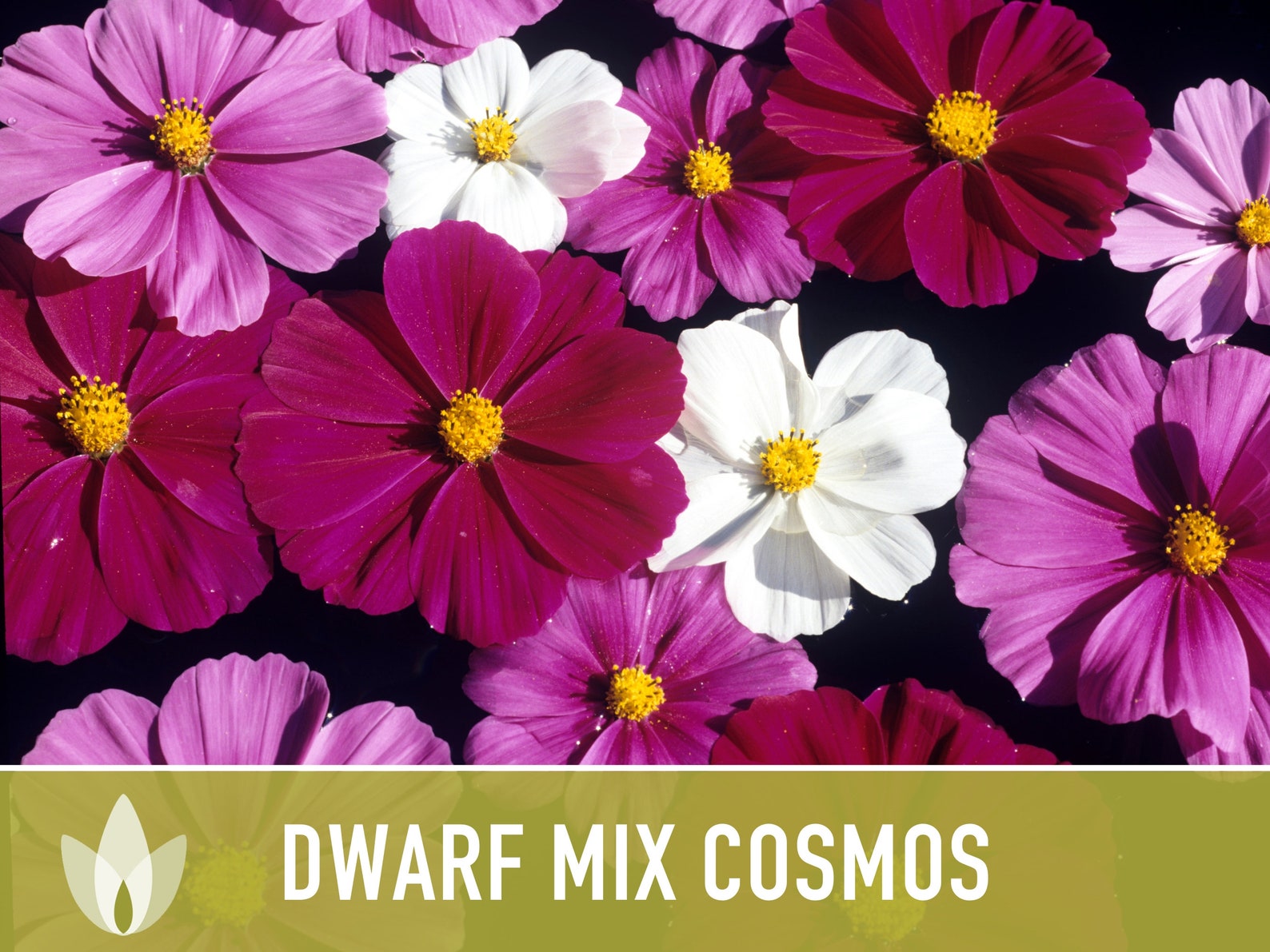 Cosmos, Dwarf Mix Flower Seeds - Heirloom Seeds, Cut Flowers, Butterfly ...