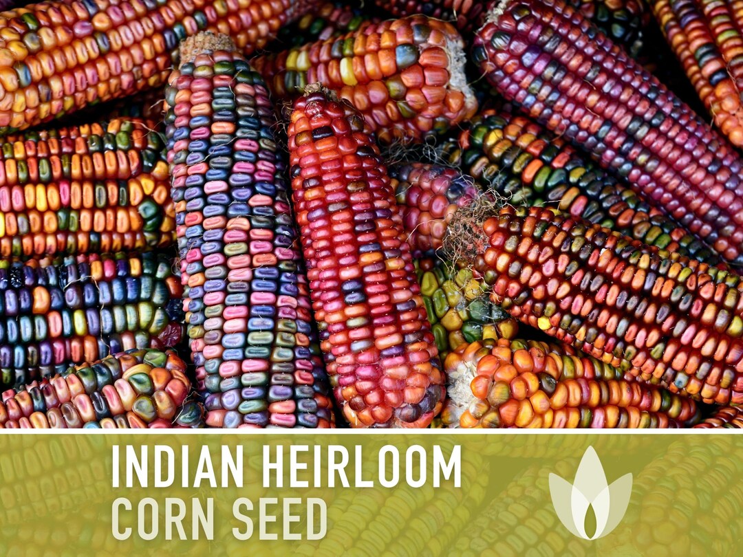 Indian Corn Heirloom Seeds - Ornamental Corn, Heirloom Corn, Flour Corn ...
