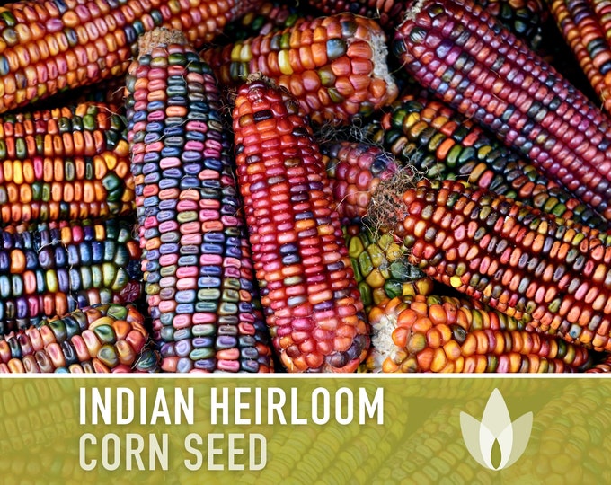 Aztec Black Corn, Ancient Heirloom, 20 Seeds Non GMO, Early Plants ...