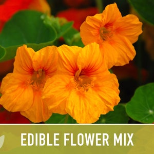 Edible Flower Heirloom Seed Mix - Seed Packets, Flower Seeds, Herb ...