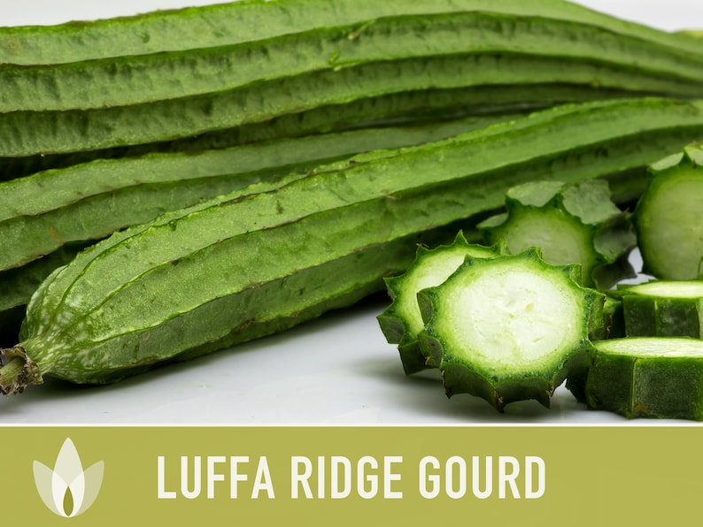 Luffa Ridge Gourd Seeds chinese Okra Heirloom Seeds - Etsy