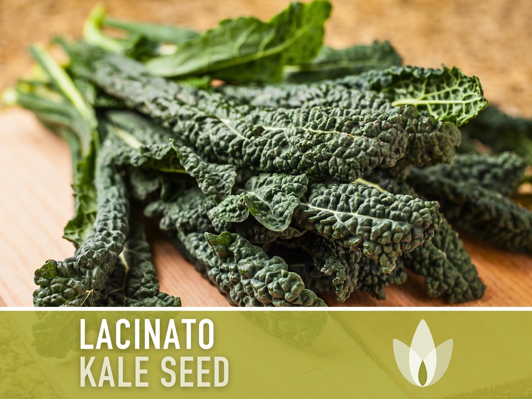 Lacinato Kale Heirloom Seeds - Dinosaur Kale, Tuscan, Nero Di Toscana ...