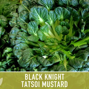 Black Knight Tatsoi Mustard Greens Seeds - Heirloom Seeds, Fresh Salad ...