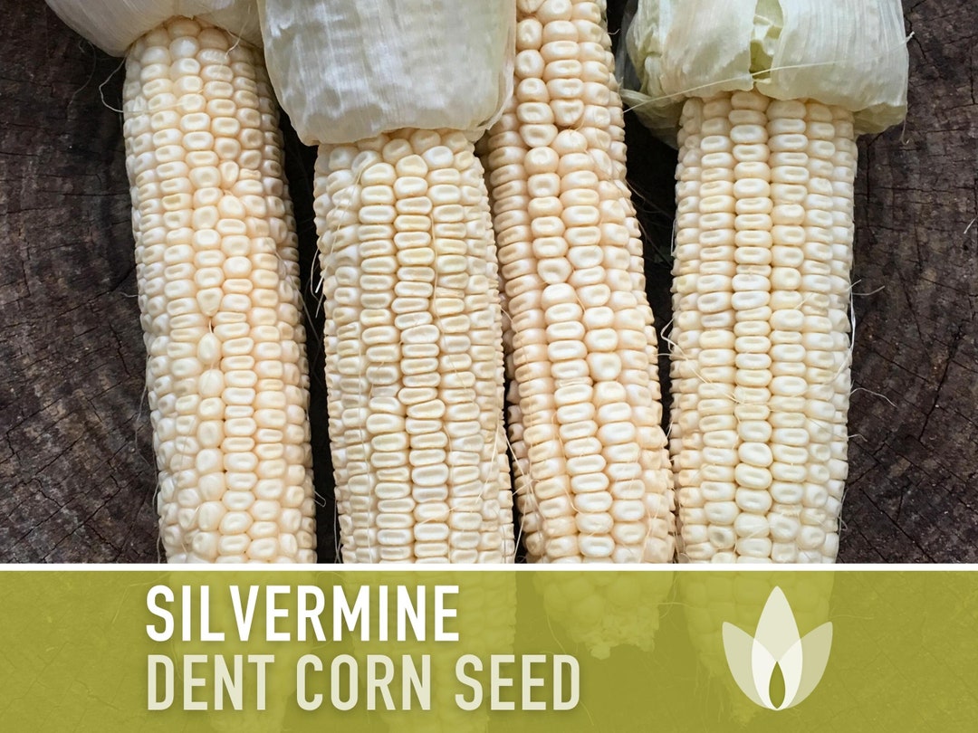 Silvermine White Dent Corn Seeds - Heirloom Seeds, Early Boone County ...