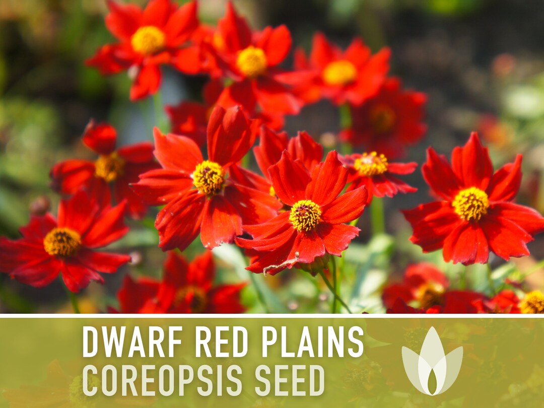 Dwarf Red Plains Coreopsis Flower Seeds, Heirloom, Pollinator Garden - Etsy