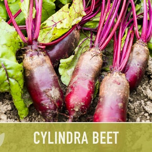 Cylindra Beet Seeds - Heirloom Seeds, Cylindrical Shaped, Uniform ...