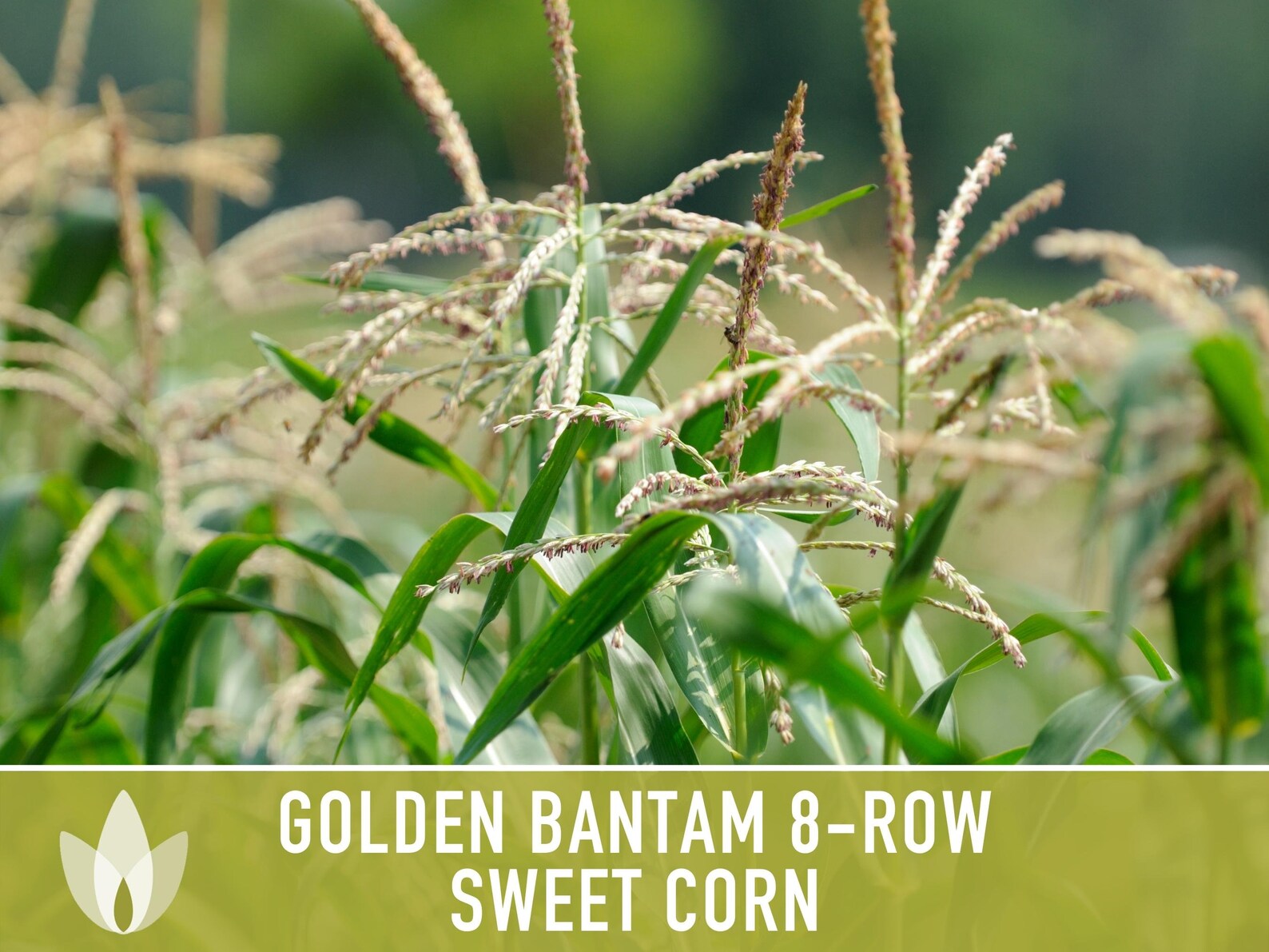 Golden Bantam 8-row Sweet Corn Heirloom Seeds - Etsy