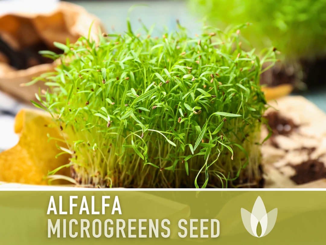 Alfalfa Seeds – 12500 Heirloom Seeds for Sprouts & Microgreens, 1 Ounce ...