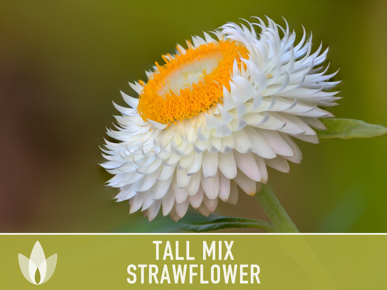 Strawflower, Tall Mix Heirloom Seeds Flower Seeds, Cut Flower, Dried ...