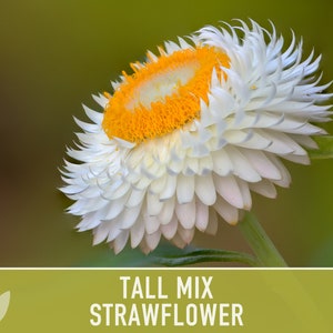 Strawflower, Tall Mix Heirloom Seeds - Flower Seeds, Cut Flower, Dried ...