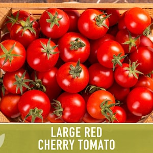 Large Red Cherry Tomato Heirloom Seeds - Fresh Salad, Indeterminate ...