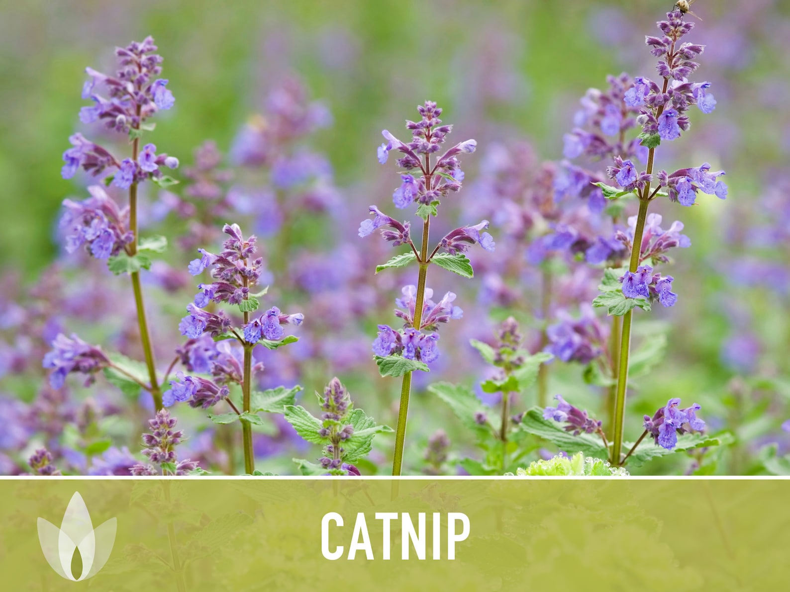 Catnip Herb Heirloom Seeds - Etsy