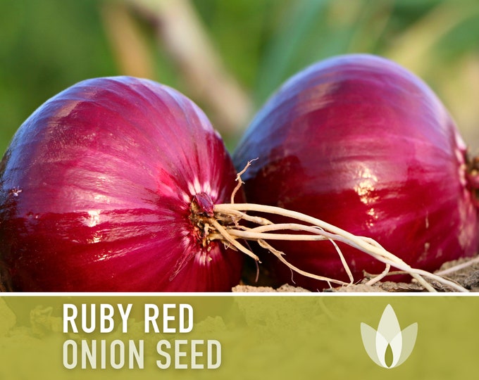 Ruby Red Onion Heirloom Seeds - Etsy