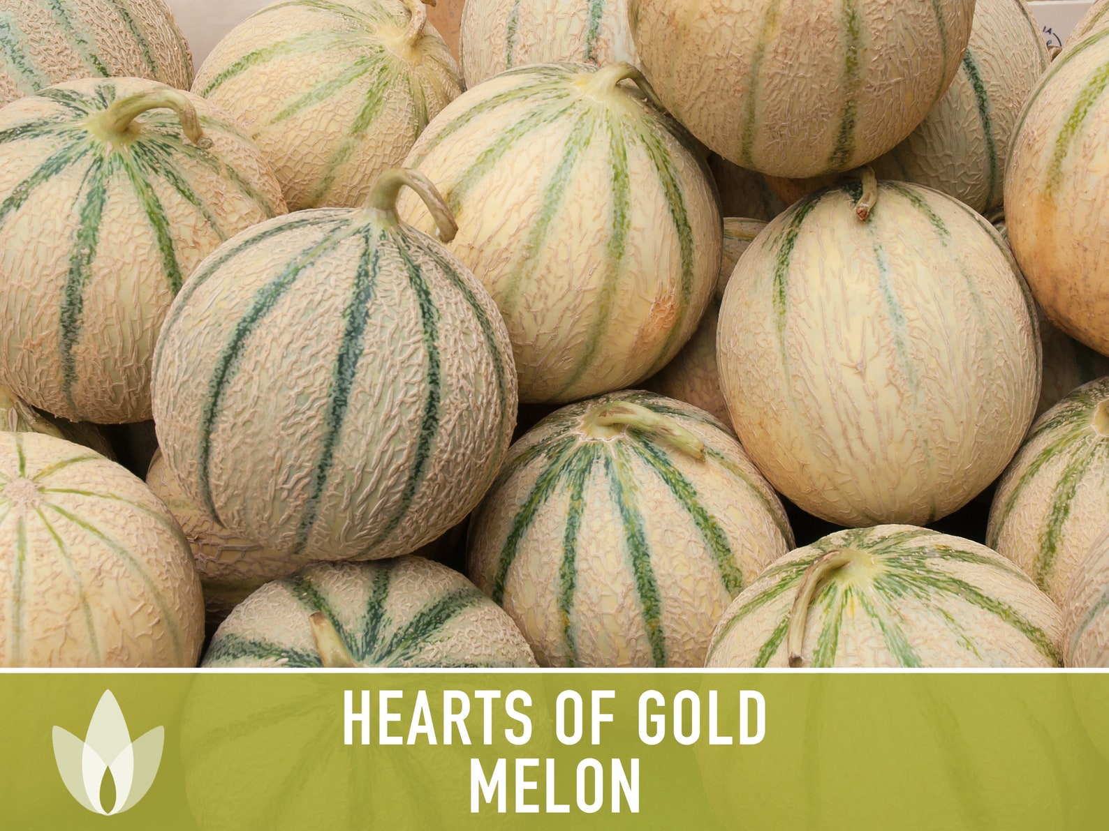 Hearts of Gold Melon Heirloom Seeds - Etsy