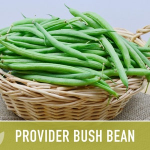 Provider Bush Bean Seeds Heirloom Open Pollinated Easy to - Etsy