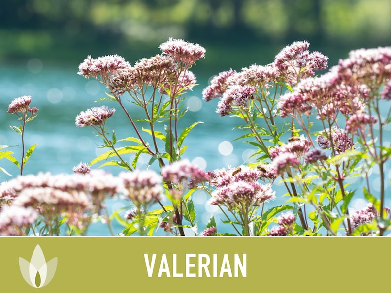 Valerian Herb Seeds Heirloom Seeds Medicinal Herb Seeds - Etsy