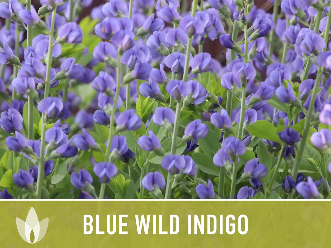 Blue Wild Indigo Flower Seeds- 35 Seeds, Heirloom Flower, Baptisia ...