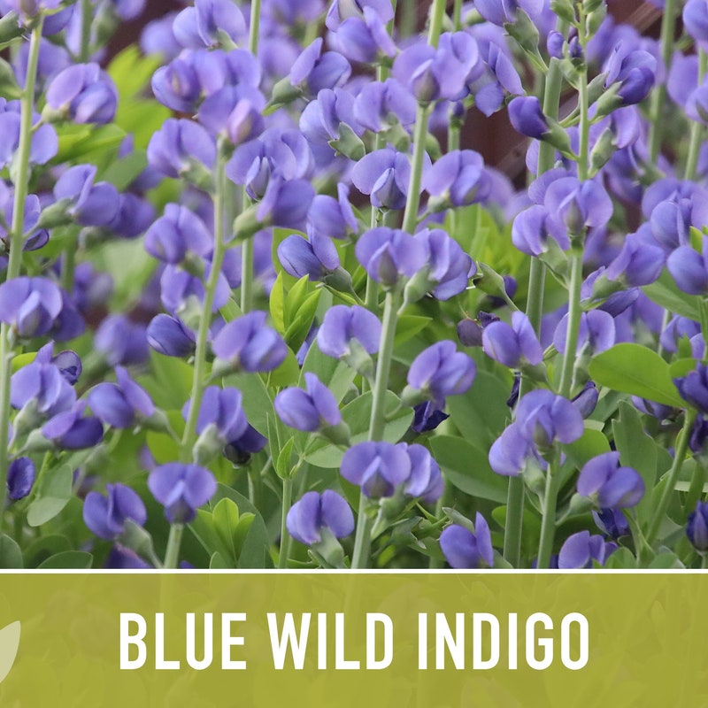 Indigo - Etsy