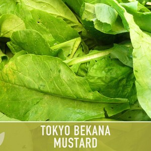Tokyo Bekana Mustard Greens Heirloom Seeds – Non-gmo, Open Pollinated ...