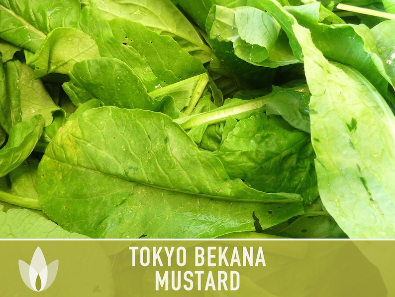 Tokyo Bekana Mustard Greens Heirloom Seeds Microgreens - Etsy