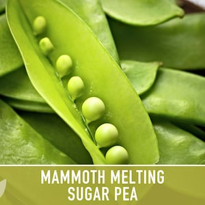 Mammoth Melting Snow Pea Seeds – Heirloom, Stringless Pods - Etsy