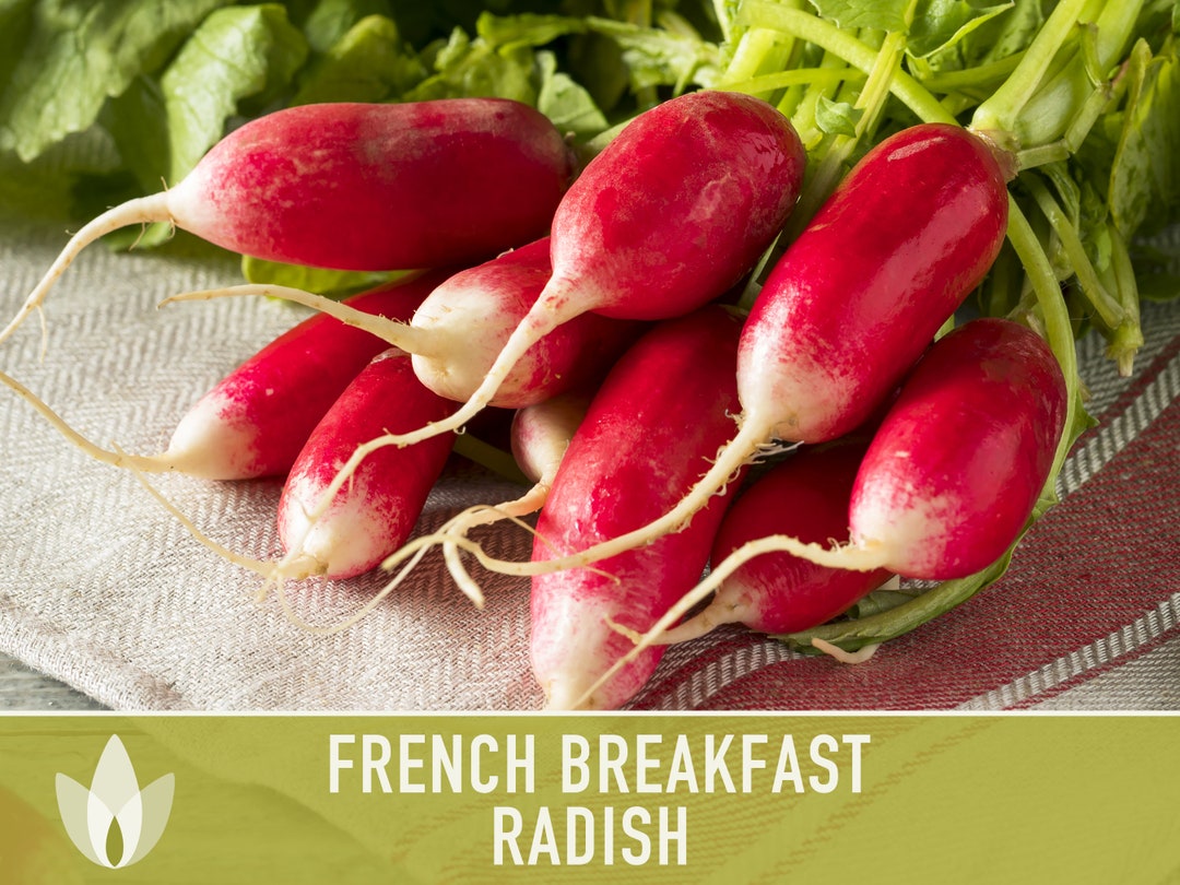 French Breakfast Radish Heirloom Seeds Open Pollinated - Etsy