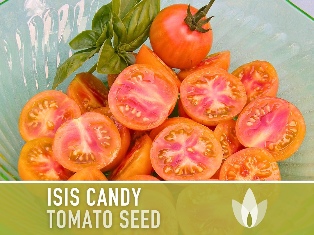 Isis Candy Cherry Tomato Heirloom Seeds - Salad Garden, Indeterminate ...